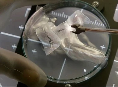 Calvin | Alien Species | FANDOM powered by Wikia