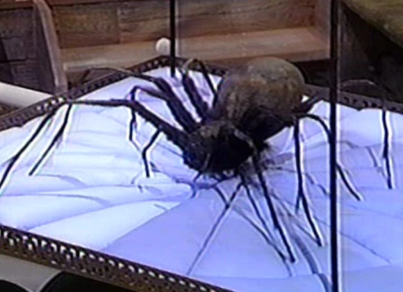 Eight Legs | Alien Species | Fandom