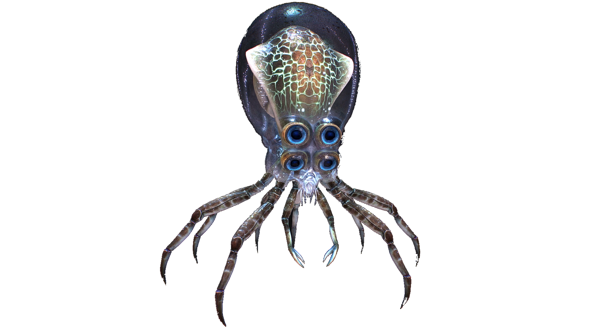 Crabsquid | Alien Species | Fandom