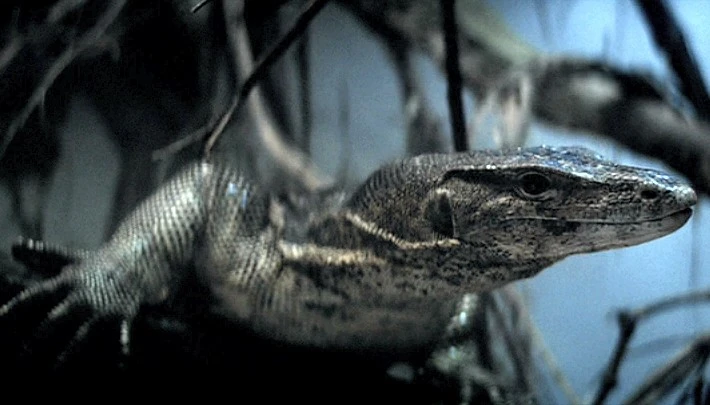 Sleen | Alien Species | Fandom