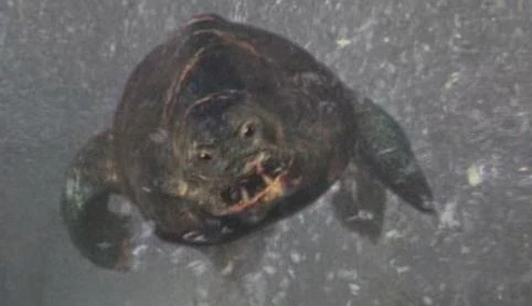 Understanding alien abduction - Page 41 - Ford Truck Enthusiasts Forums