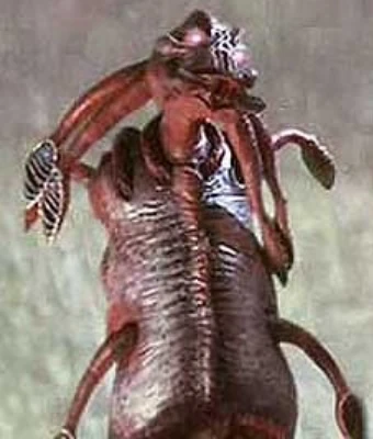 Ancient (Farscape) | Alien Species | Fandom