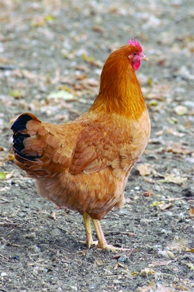 Házityúk | Állatvilág-wiki | Fandom