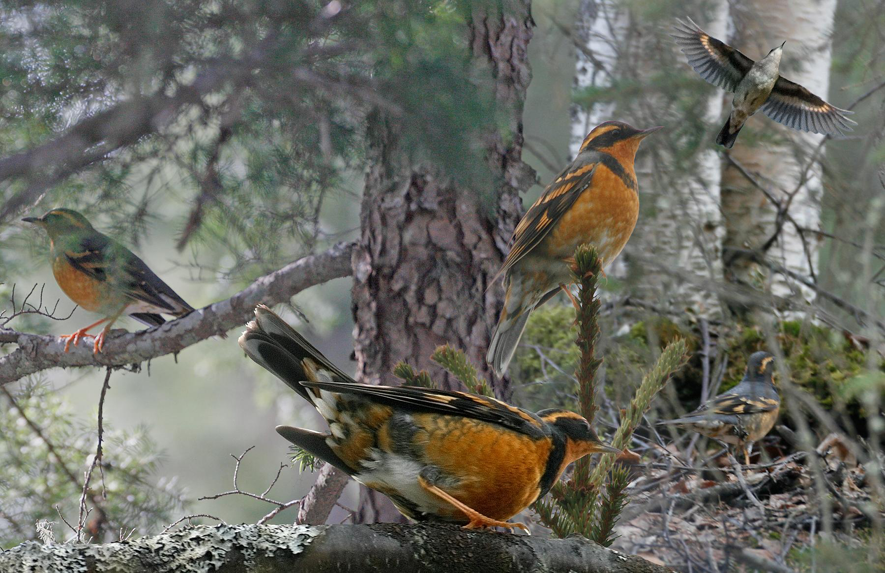 Varied Thrush | All Birds Wiki | Fandom