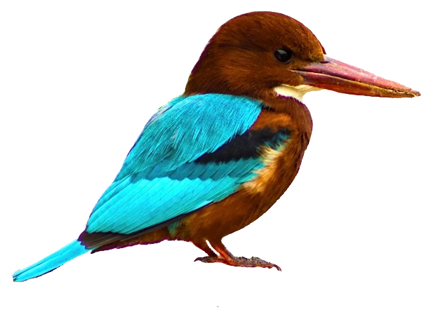 Marquesan Kingfisher | All Birds Wiki | Fandom