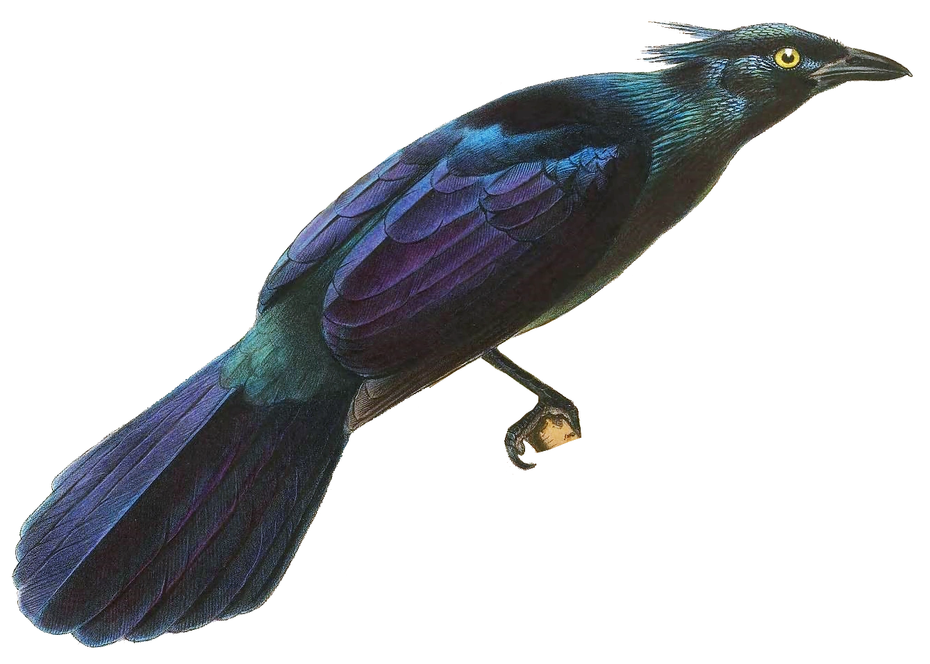 Trumpet Manucode | All Birds Wiki | FANDOM powered by Wikia