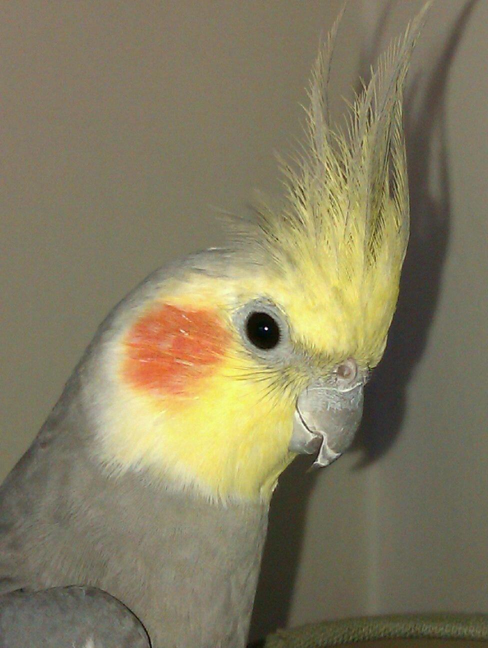 Cockatiel (genus) | All Birds Wiki | FANDOM powered by Wikia