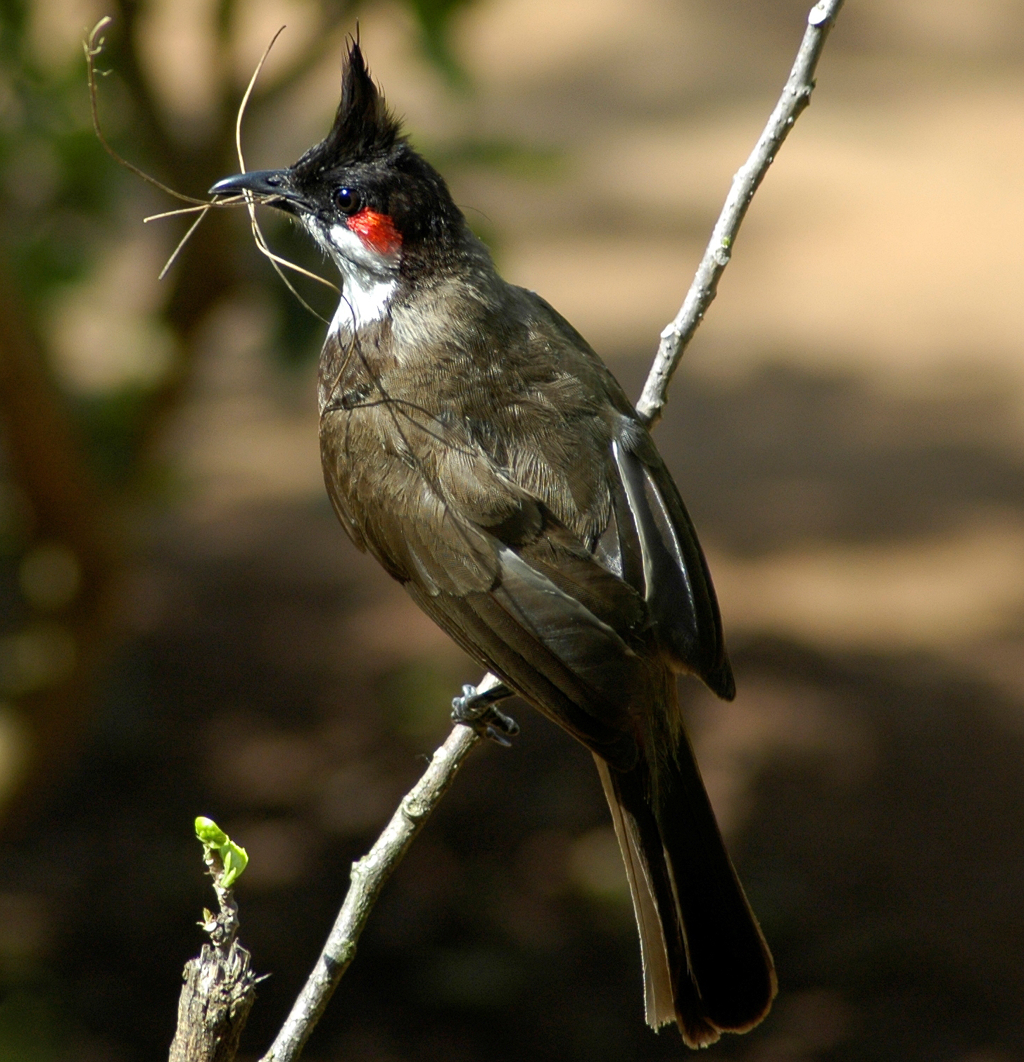 Bulbul | All Birds Wiki | Fandom