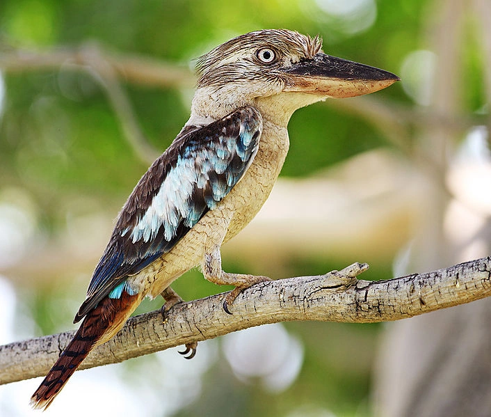 Blue-winged Kookaburra | All Birds Wiki | Fandom