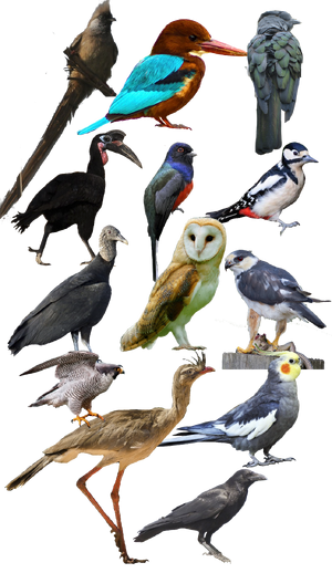 Non-passerine | All Birds Wiki | Fandom