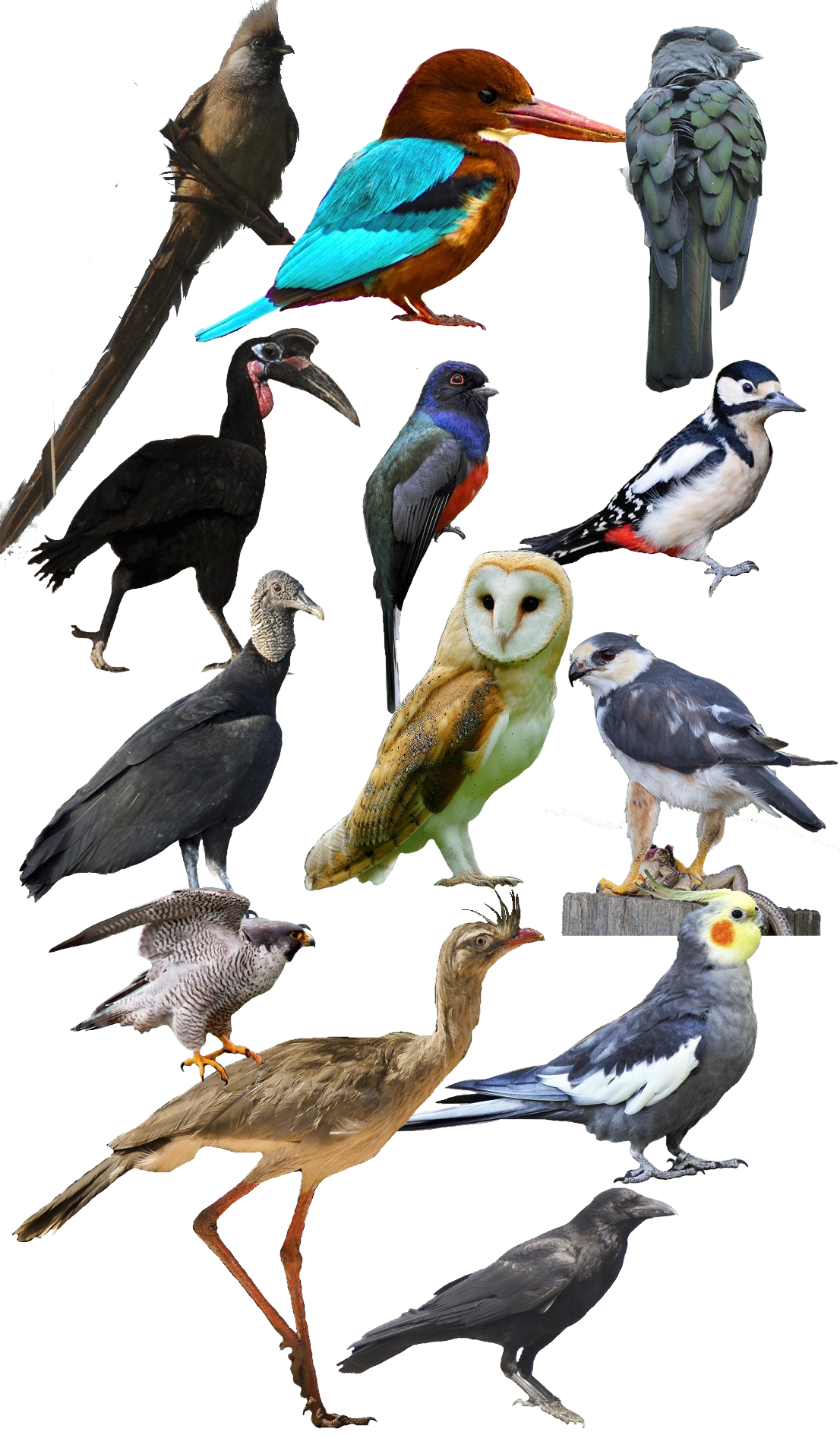 Telluraves | All Birds Wiki | FANDOM powered by Wikia