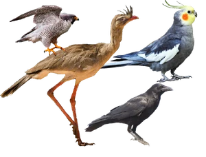 Non-passerine | All Birds Wiki | Fandom