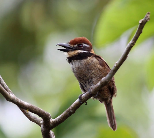 Chestnut-capped Puffbird | All Birds Wiki | Fandom