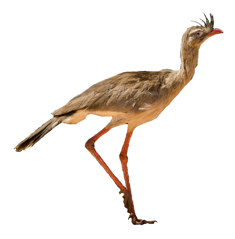 Red-legged Seriema | All Birds Wiki | Fandom