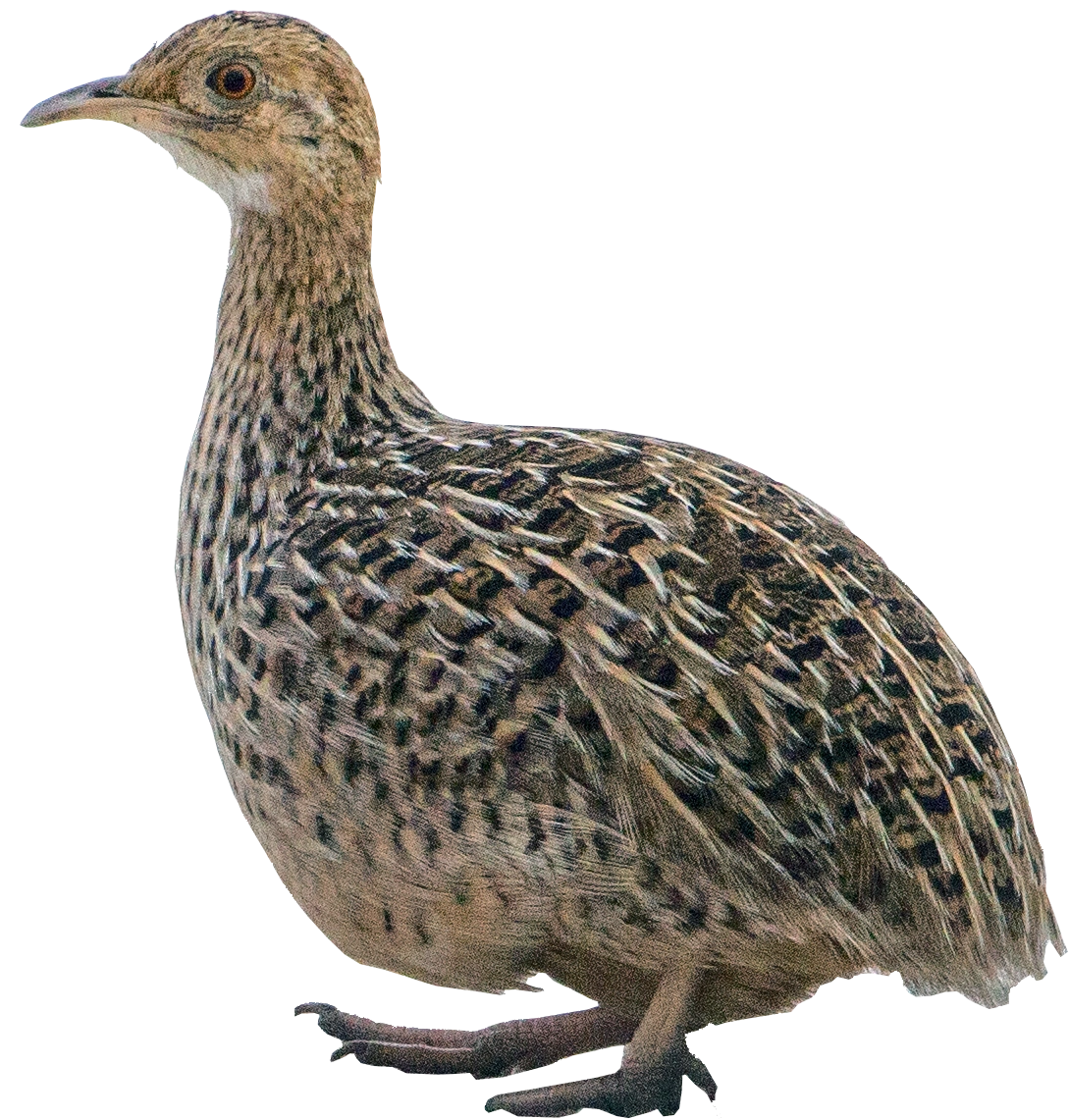 Tinamou | All Birds Wiki | FANDOM powered by Wikia