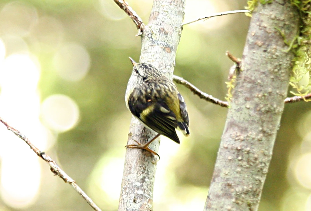 List of passerine families | All Birds Wiki | Fandom