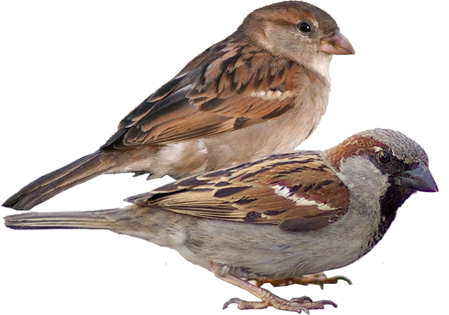 Neognathae | All Birds Wiki | FANDOM powered by Wikia