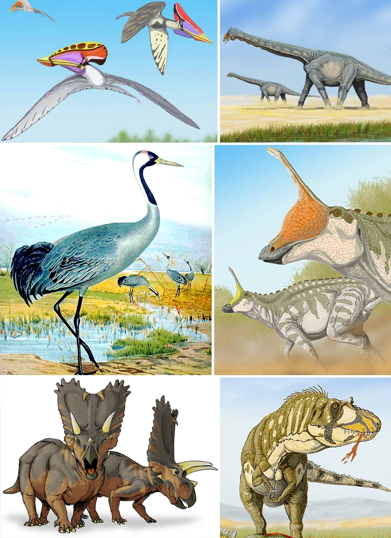 Archosaur | All Birds Wiki | FANDOM powered by Wikia