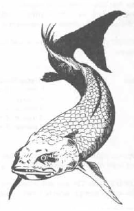 Afanc (Dungeons & Dragons) | All Species Wiki | Fandom