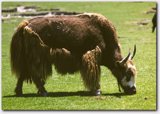 Xantis Yak | All Species Wiki | Fandom