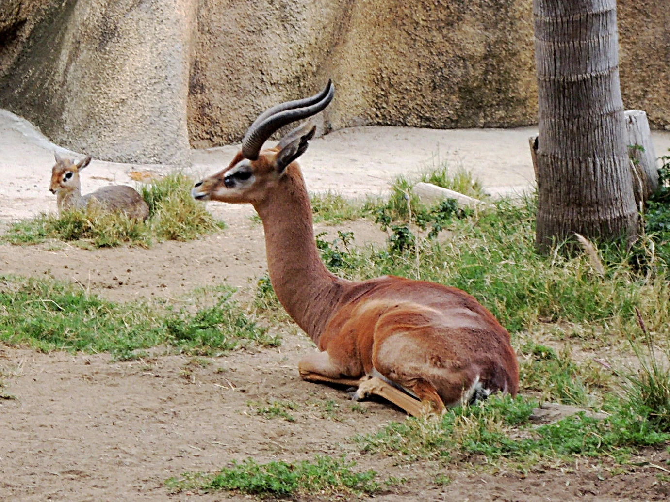 Gerenuk | All Species Wiki | Fandom
