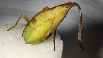 Leaf-Mimicking Spider | All Species Wiki | Fandom
