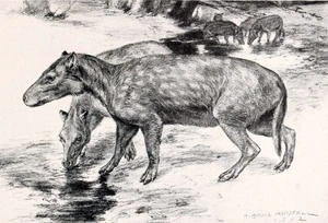 Elomeryx | All Species Wiki | Fandom