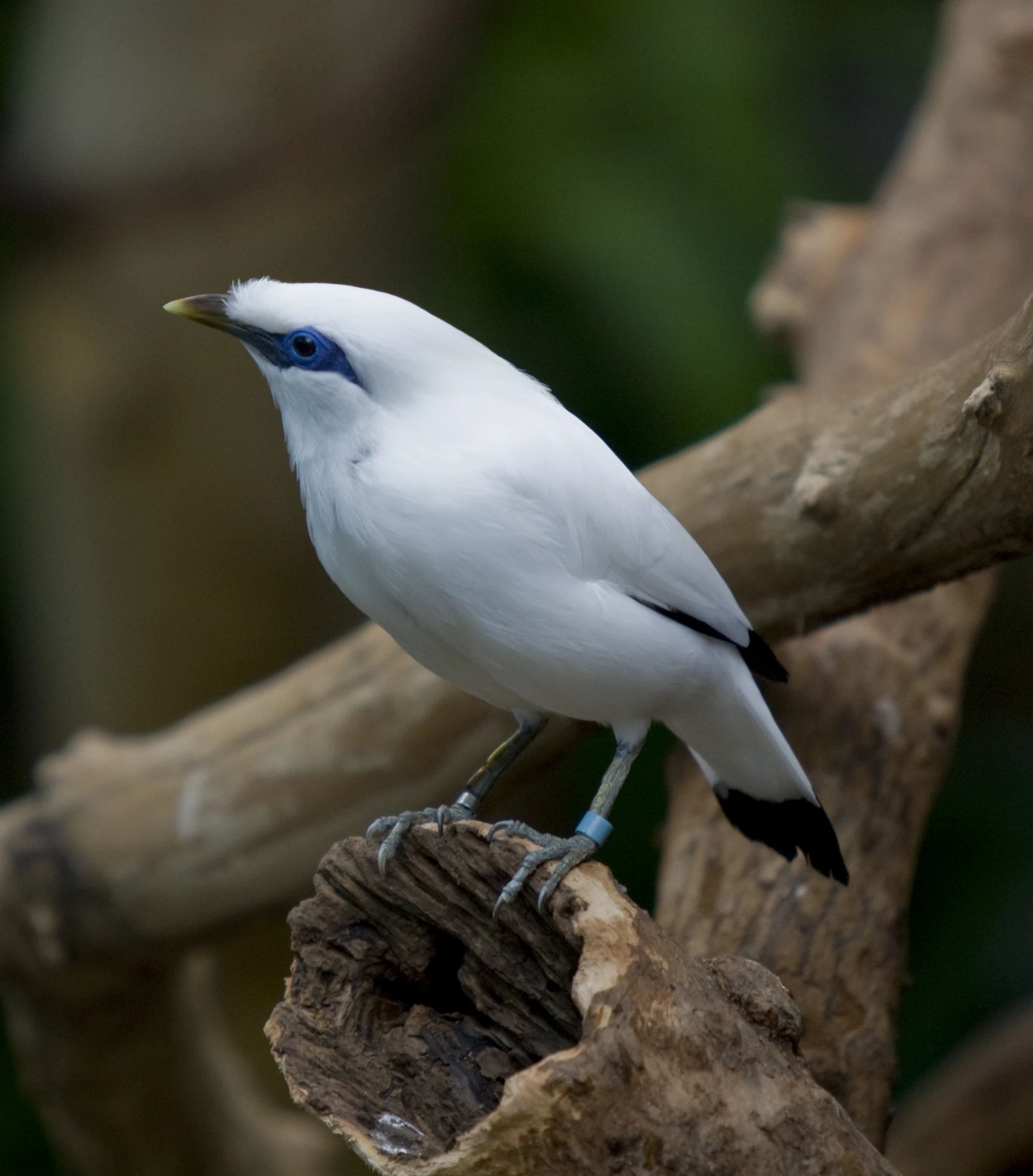 Bali Myna | All Species Wiki | Fandom