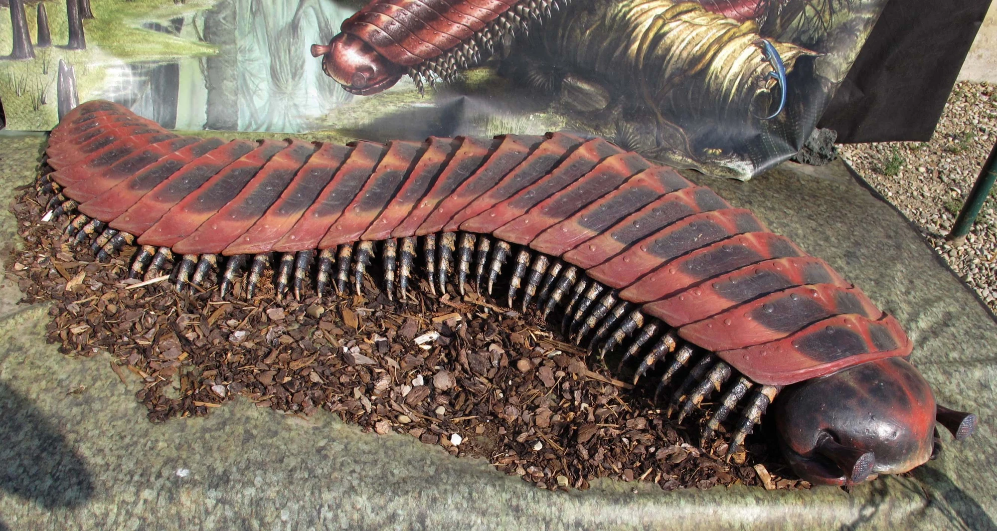 Myriapod Gallery | All Species Wiki | Fandom
