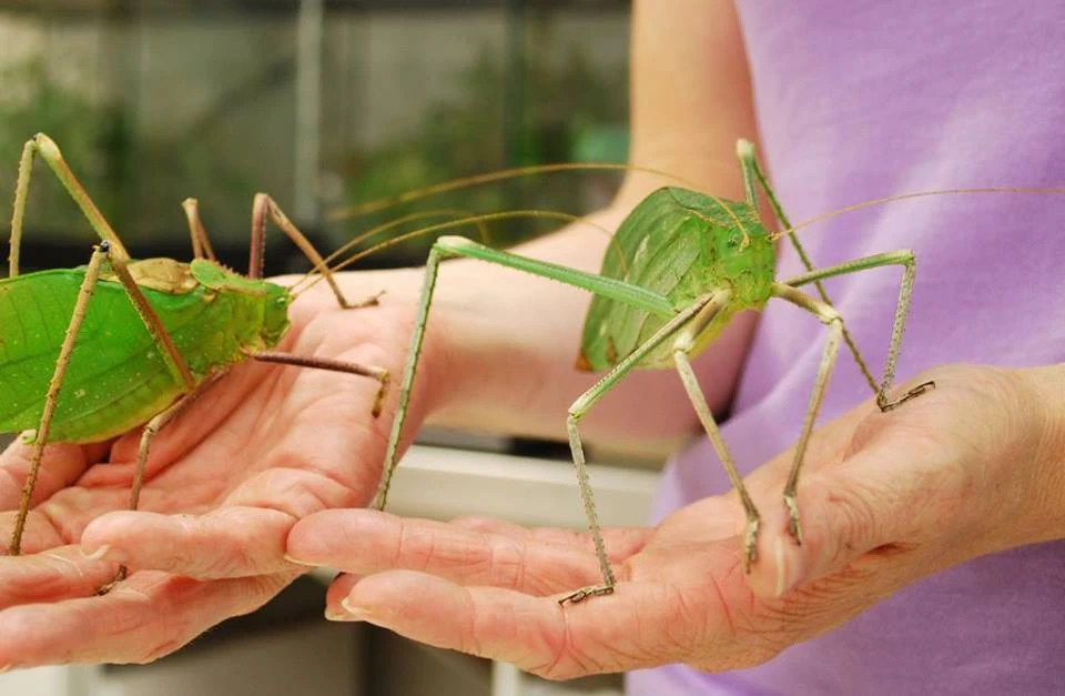 Giant Malaysian Katydid | All Species Wiki | FANDOM powered by Wikia