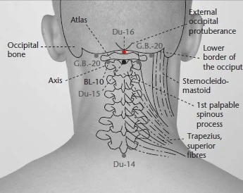 Изображение - Du-16-Palace-of-Wind-FENGFU-Acupuncture-Points-1.jpg ...