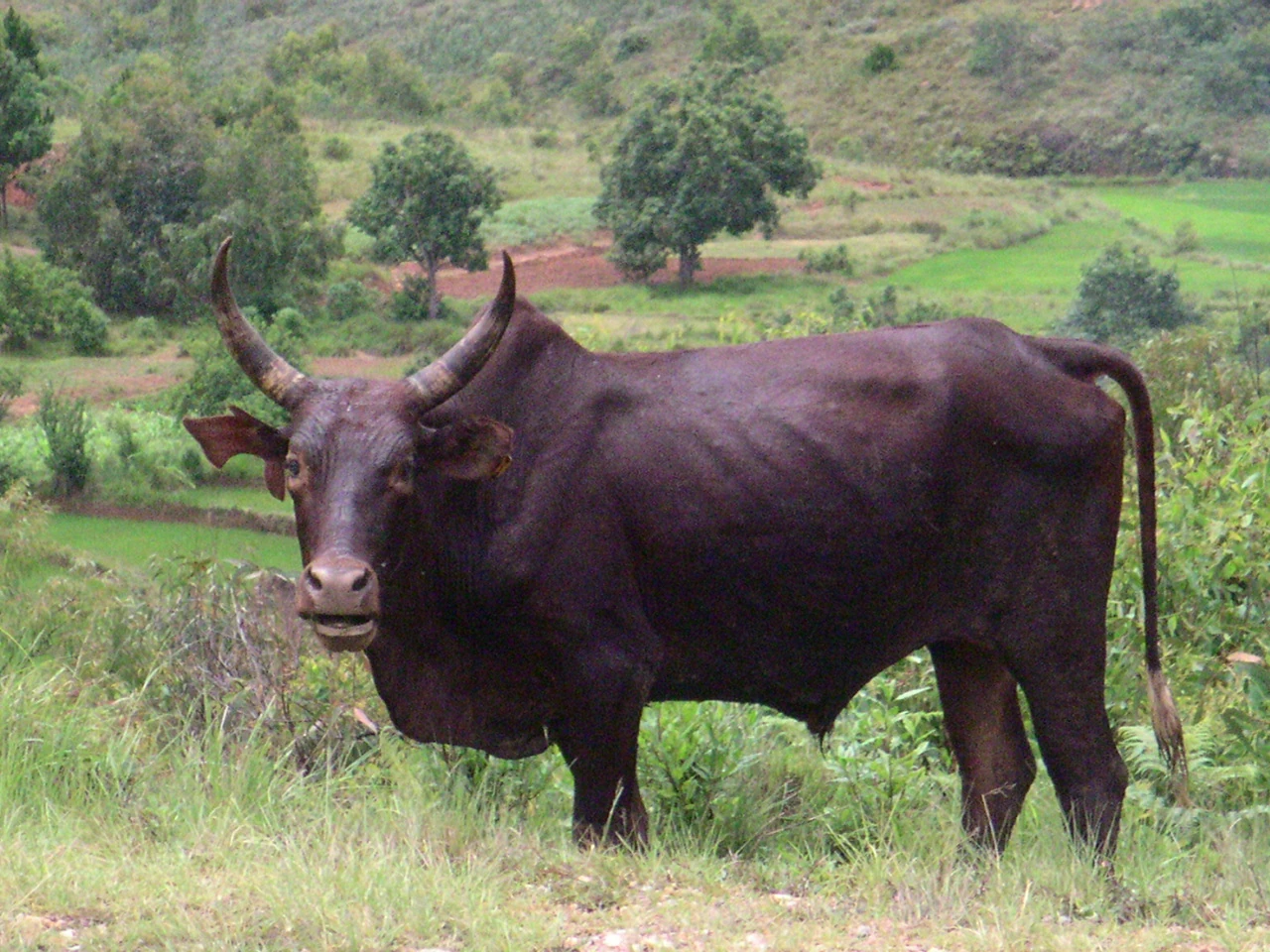 Image - Zebu in Madagascar.jpg | Alternative History | FANDOM powered ...