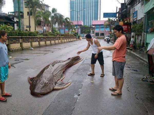 😊 Janitor fish. Essay on Leather Made of Janitor Fish Skin. 2019-02-02