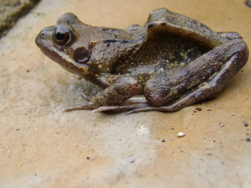 Mutations (Great Nuclear War) | Alternative History | Fandom