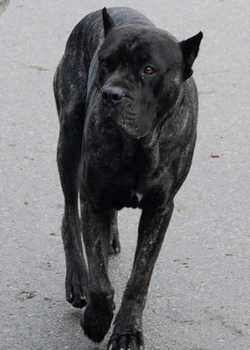 Colin | A Million Little Things Wiki | Fandom