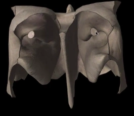 Ethmoïde | Wiki Anatomie Humaine | Fandom