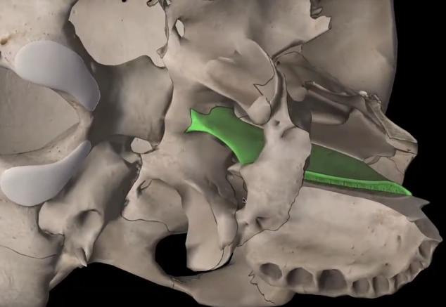 Sphénoïde | Wiki Anatomie Humaine | Fandom