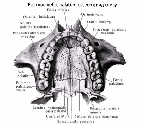 Изображение - Palatum osseum.jpg | Анатомия человека Вики | FANDOM ...