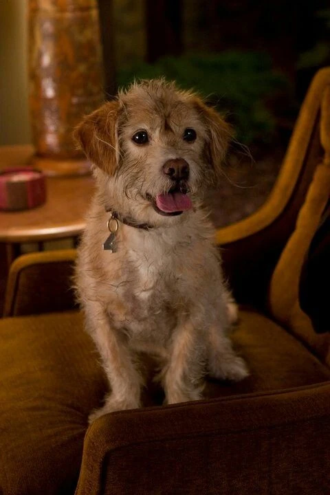 Baxter | Anchorman Wiki | Fandom