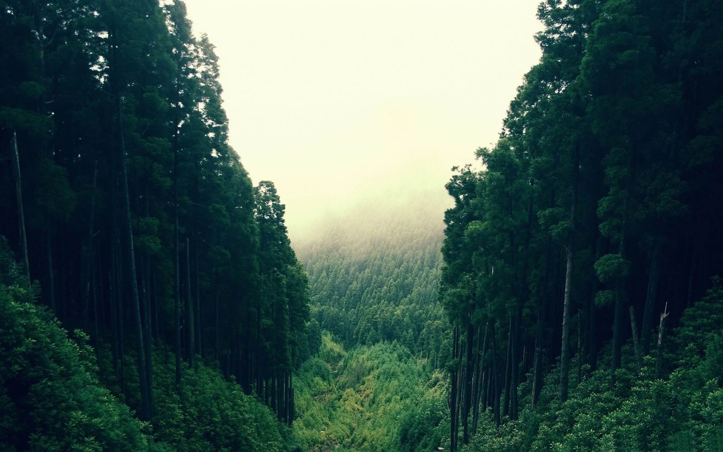 Tumblr Backgrounds Forest
