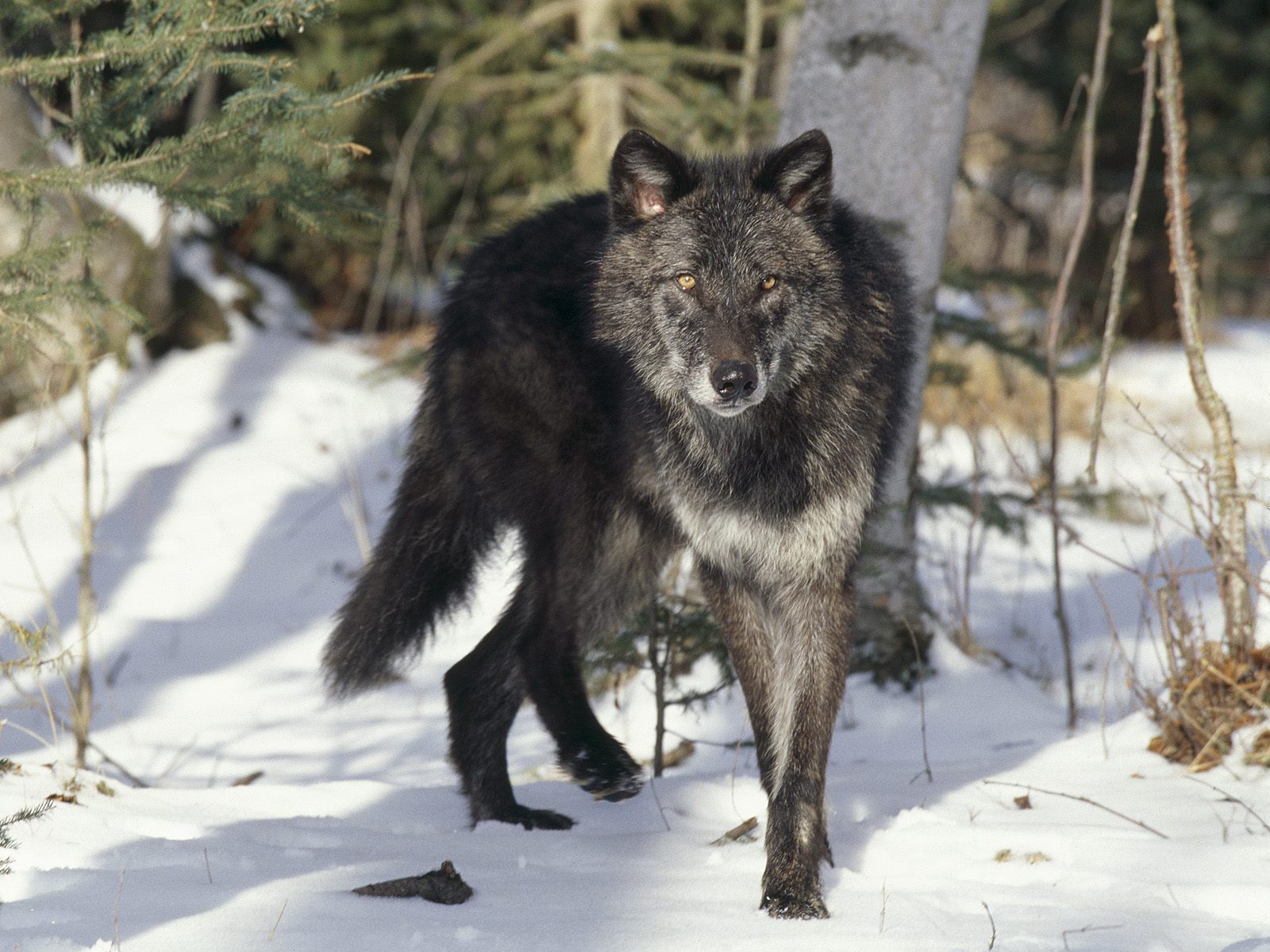 Dark Grey Wolf