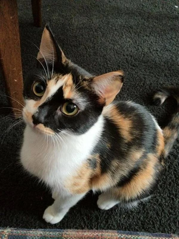 Image - Calico-american-shorthair-6.jpg | Animal Jam Clans Wiki ...