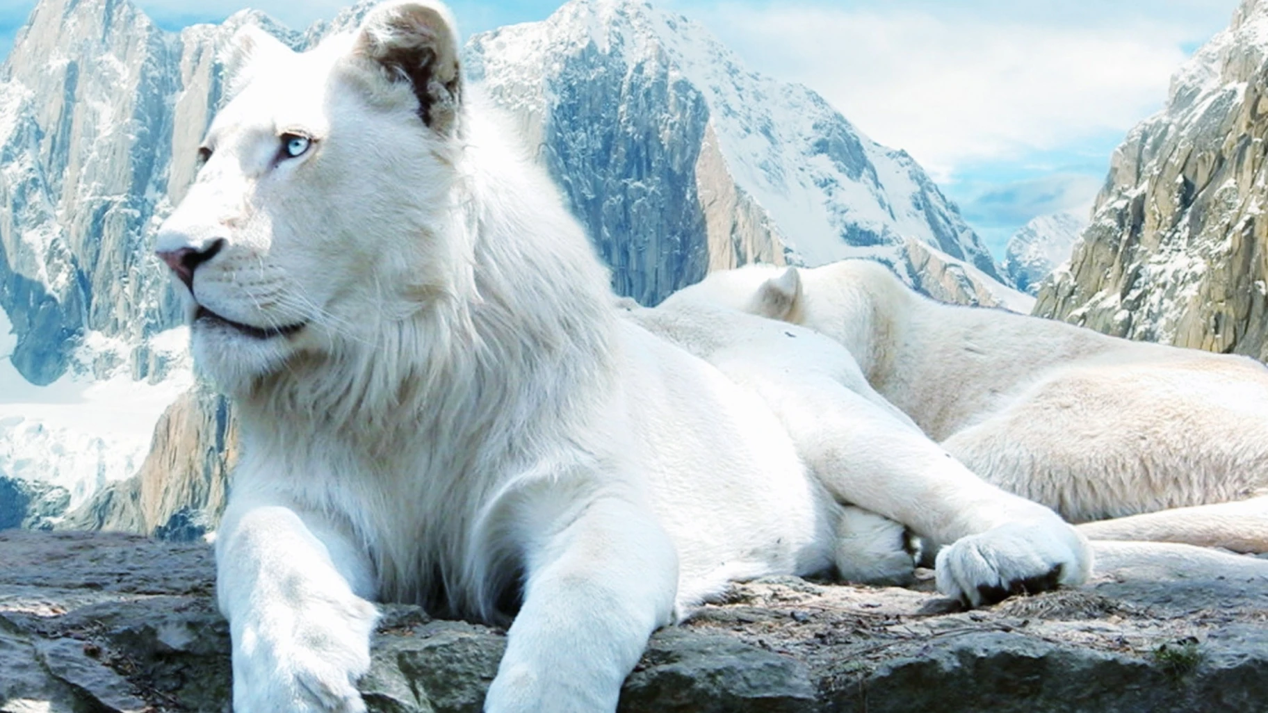 Image - Polar-white-Lion-animal-sitting-on-snow-hd-wallpapers-for ...