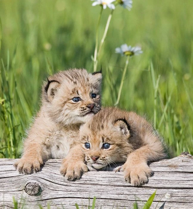 Image - Two Cute Baby Lynx Kittens Cubs.jpg | Animal Jam Clans Wiki ...