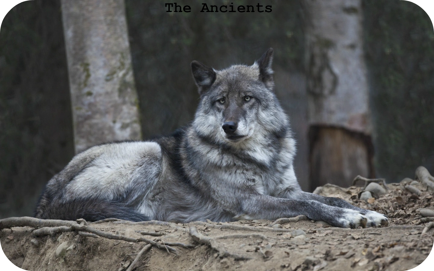 Image - Old-wolf-desktop-background.png | Animal Jam Clans Wiki ...