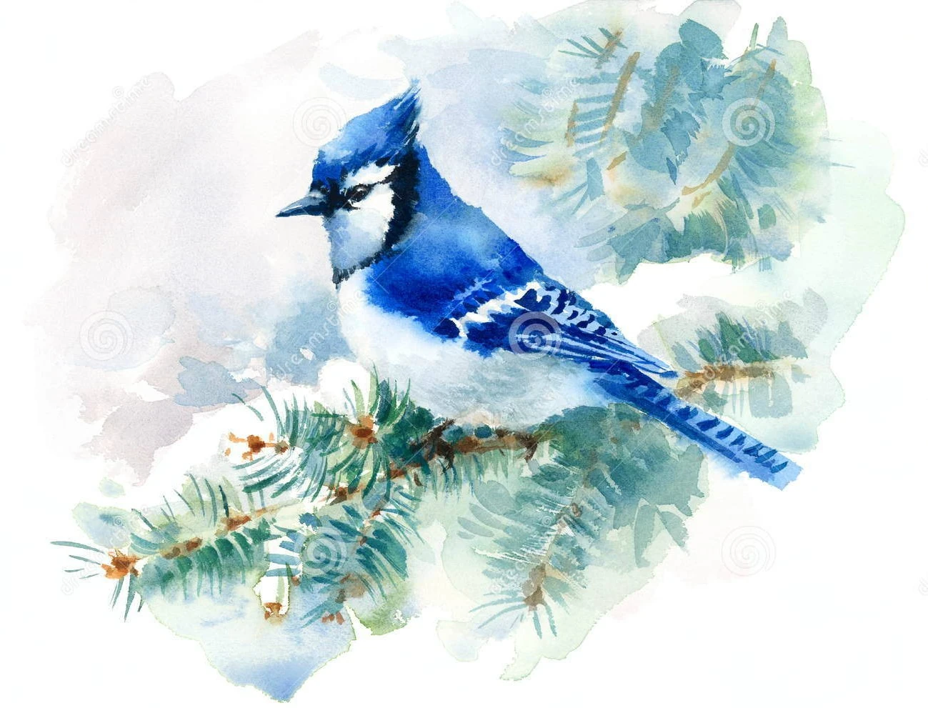 Image - Blue-jay-bird-green-pine-branch-watercolor-winter-snow ...