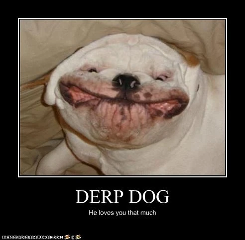 Animal Derp Memes