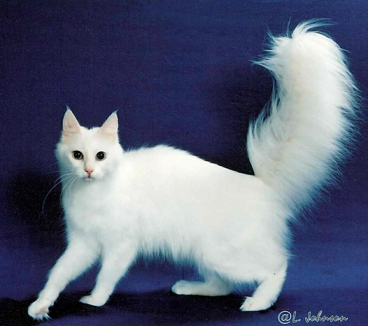 Image - White-Turkish-Angora-Cat.jpeg | Animal Jam Clans Wiki | FANDOM ...