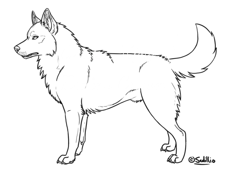 Image - Siberian-husky-outline-drawing 260565.png | Animal Jam Clans ...