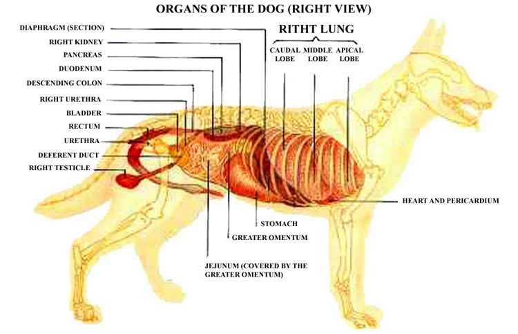 Image - DOG'S ORGANS.jpg | Animal Jam Clans Wiki | FANDOM powered by Wikia
